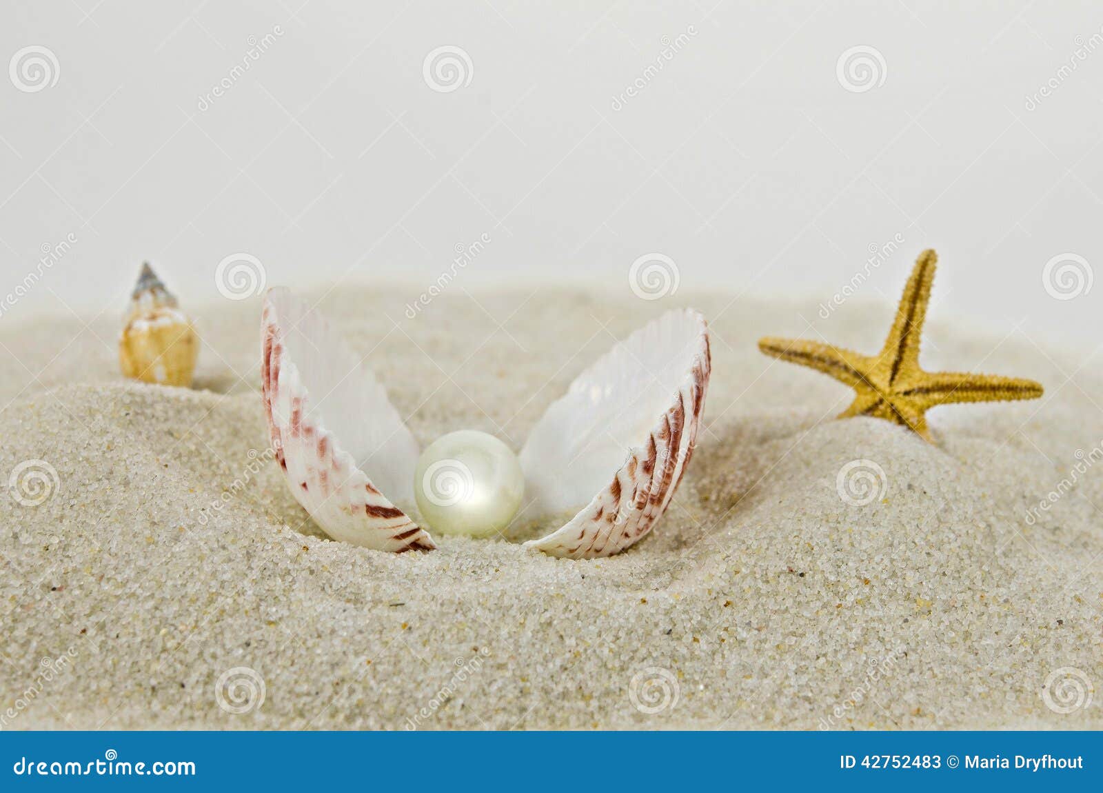 Pearl in a seashell stock image. Image of starfish, seashell - 42752483