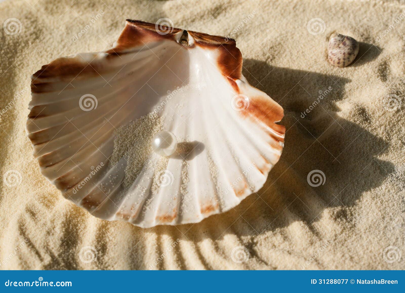 Pearl in the seashell stock image. Image of jewels, sand - 31288077