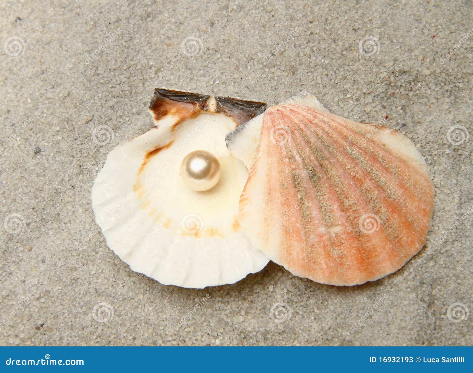 Pearl in shell stock image. Image of ocean, seashell - 16932193