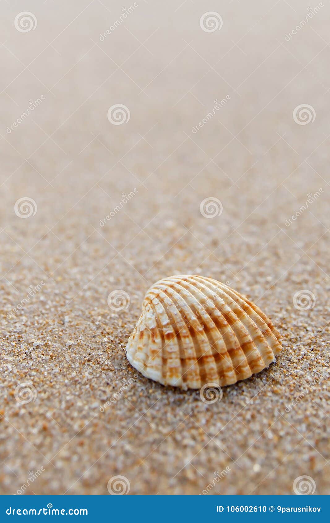 Pearl in Shell on the Beach Stock Photo - Image of alone, background ...