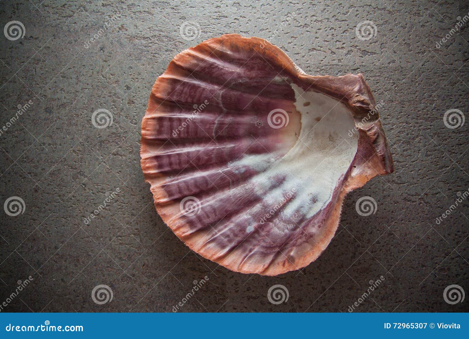 Pearl Shell on Bright Background Stock Image - Image of macro, jewel ...