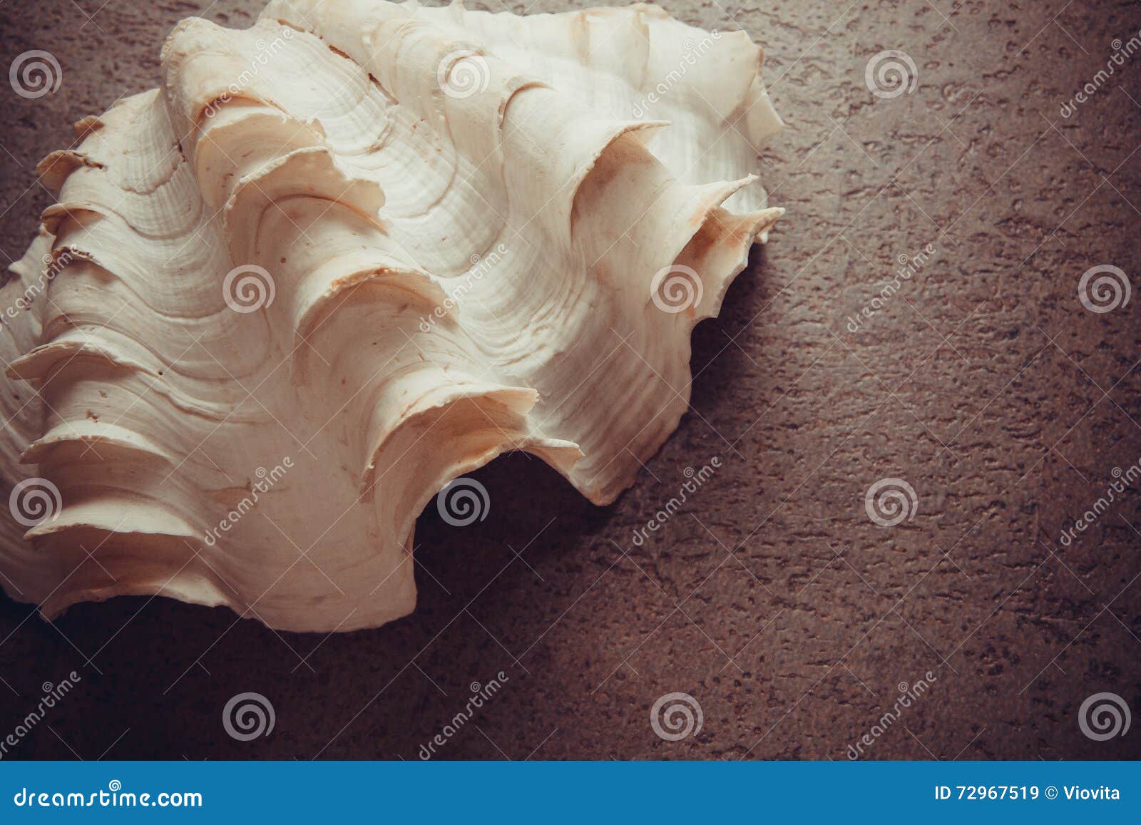 Pearl Shell on Bright Background Stock Image - Image of medical, beads ...
