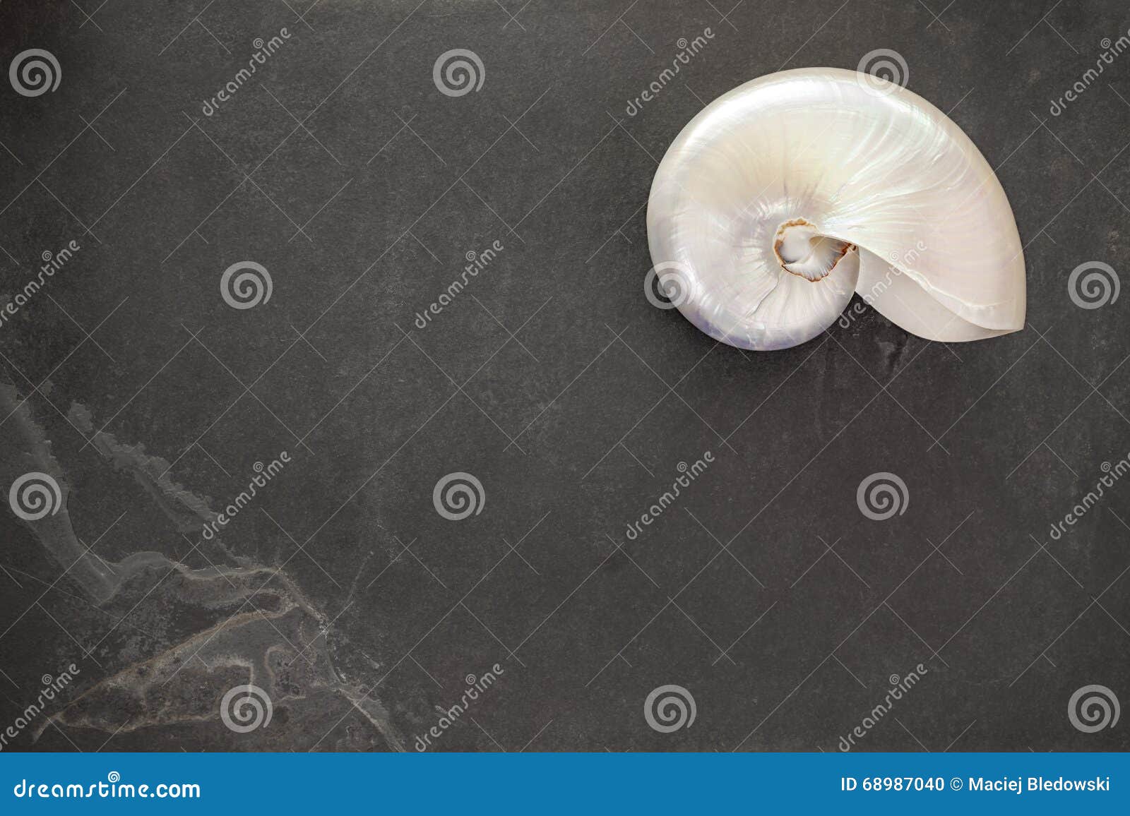 Pearl Shell of a Chambered Nautilus on Black Slate Background W Stock ...