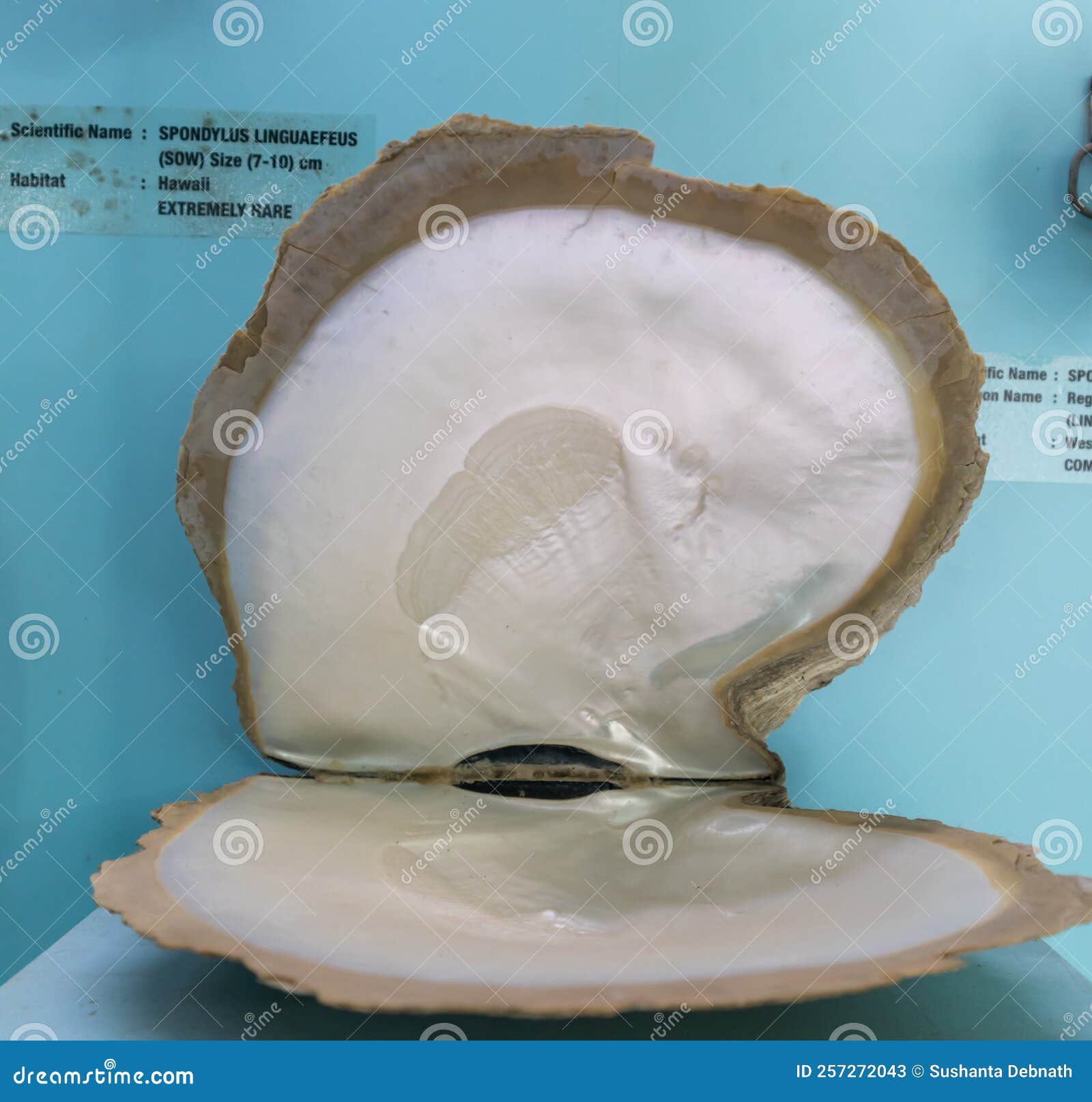 Pearl Shell at Mallapuram India Seashell Museum, Chennai Editorial ...