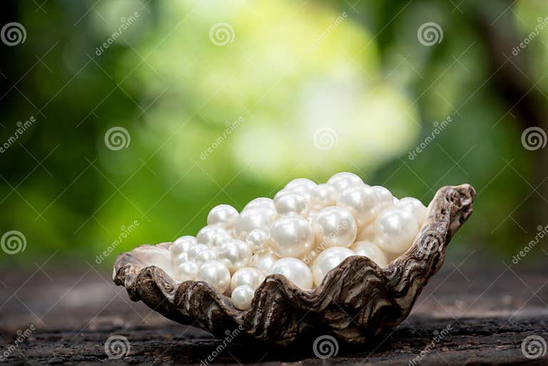 Pearl on Shell and on Nature Background Stock Photo - Image of ...