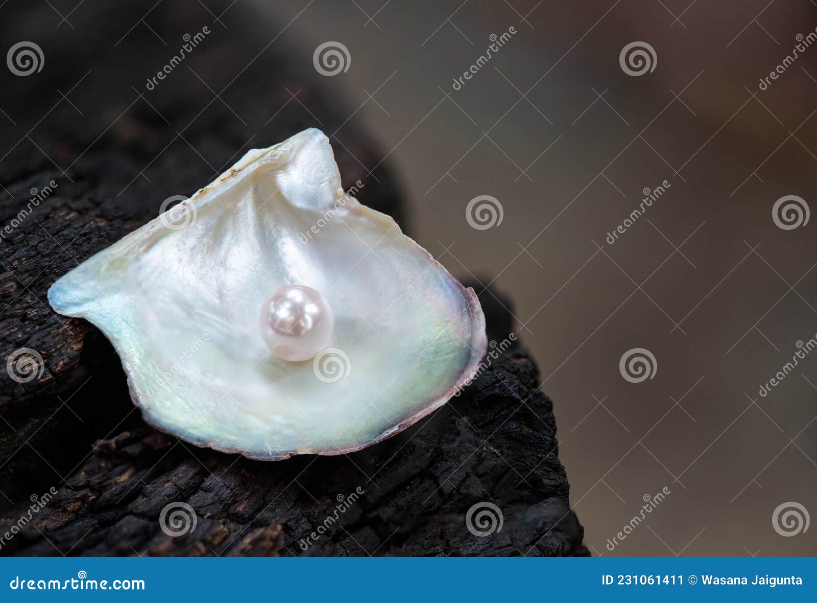 Pearl on Shell and on Nature Background Stock Image - Image of oyster ...