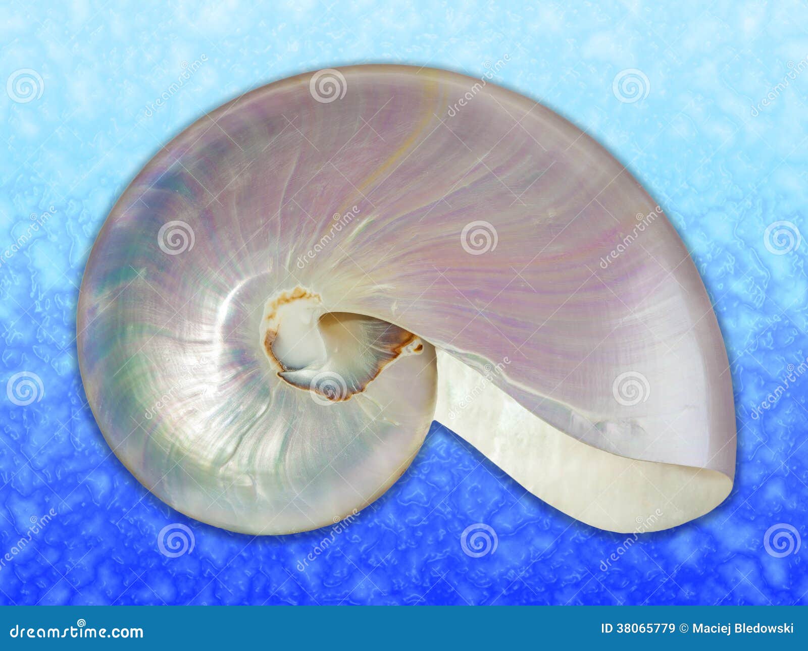 Pearl shell of a nautilus. stock image. Image of nautilus - 38065779