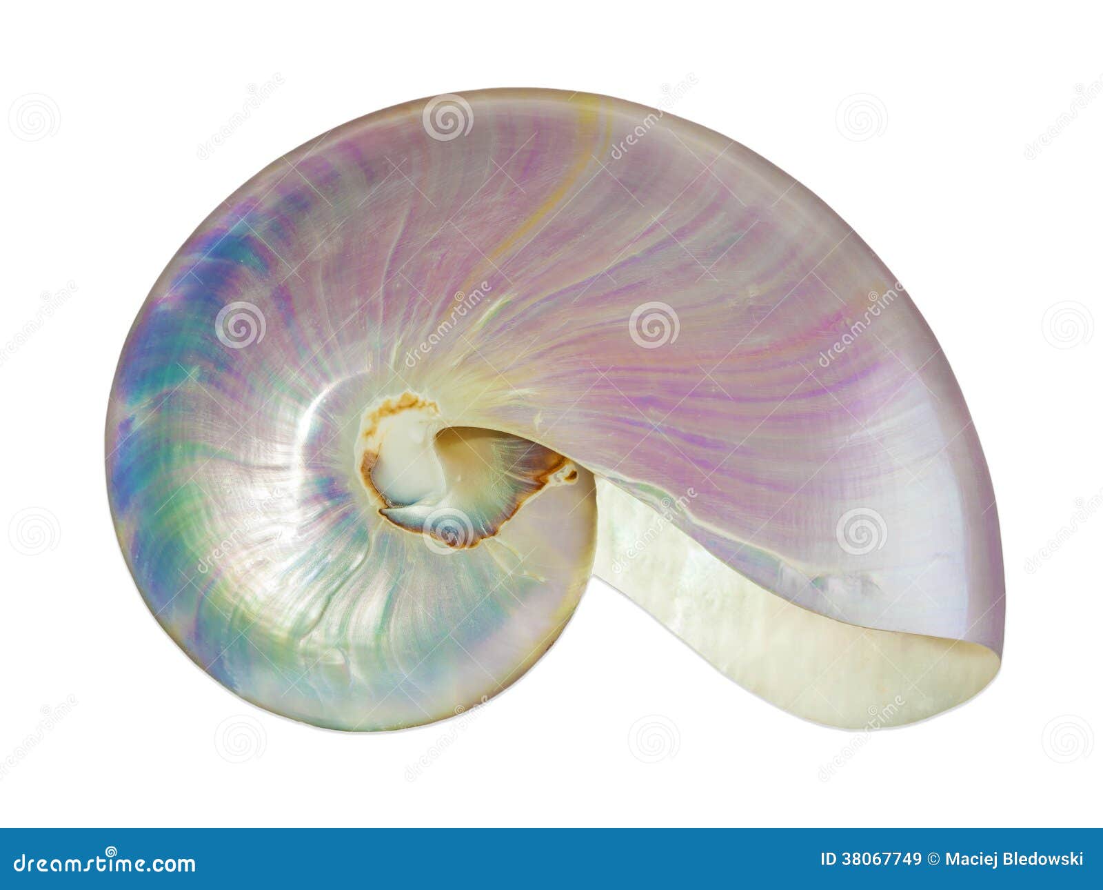 Pearl shell of a nautilus. stock image. Image of delicate - 38067749