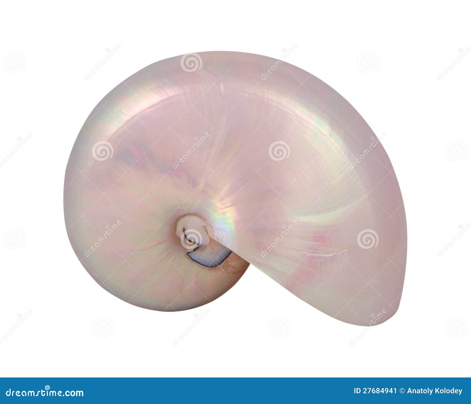 Pearl Shell of a Nautilus Isolated on White Stock Image - Image of ...