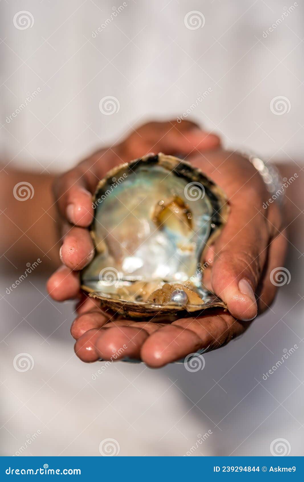 Pearl in Shell on Open Hands Stock Photo - Image of open, hold: 239294844