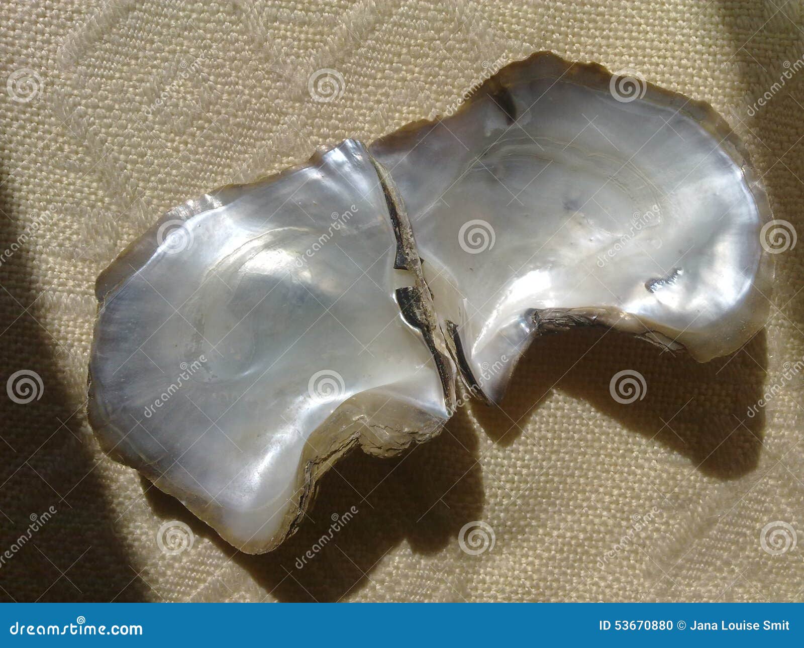 Pearl Shell. stock photo. Image of nature, shimmer, shiny - 53670880