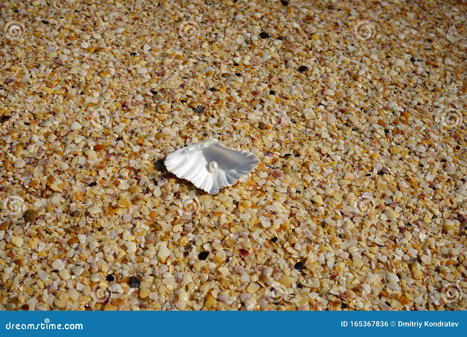 Pearl in the Shell on the Beach Stock Photo - Image of decor, scenic ...