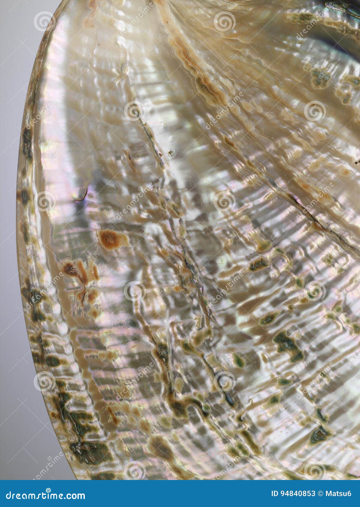 Pearl shell stock image. Image of detail, pearl, nature - 94840853