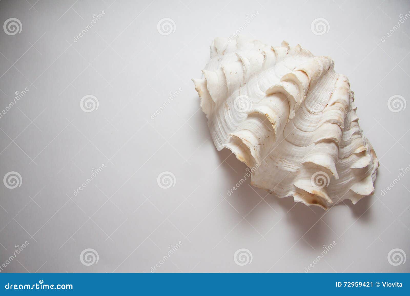Pearl shell stock image. Image of dentist, conceptual - 72959421