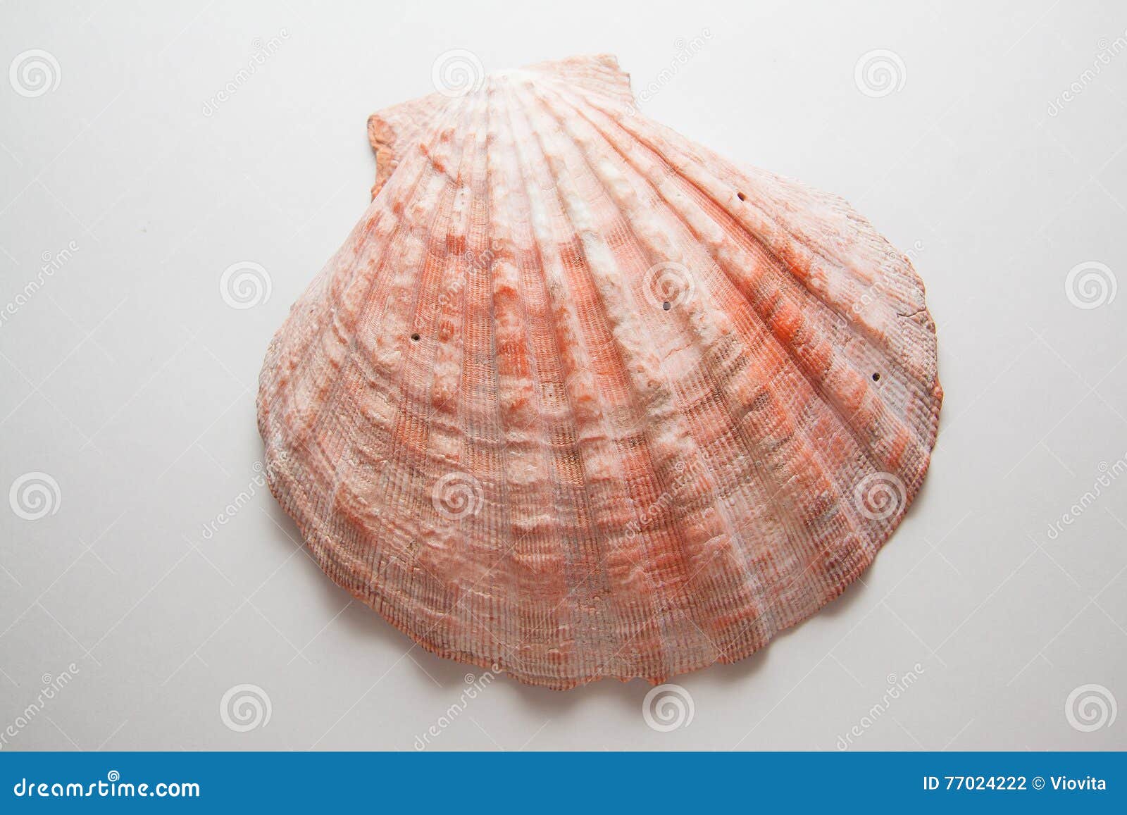 Pearl shell stock photo. Image of care, healthcare, dentist - 77024222