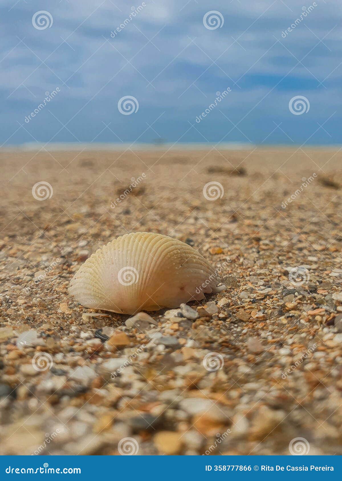 Pearl Shell Standing Out Amidst Thousands of Pebbles and Pieces of ...