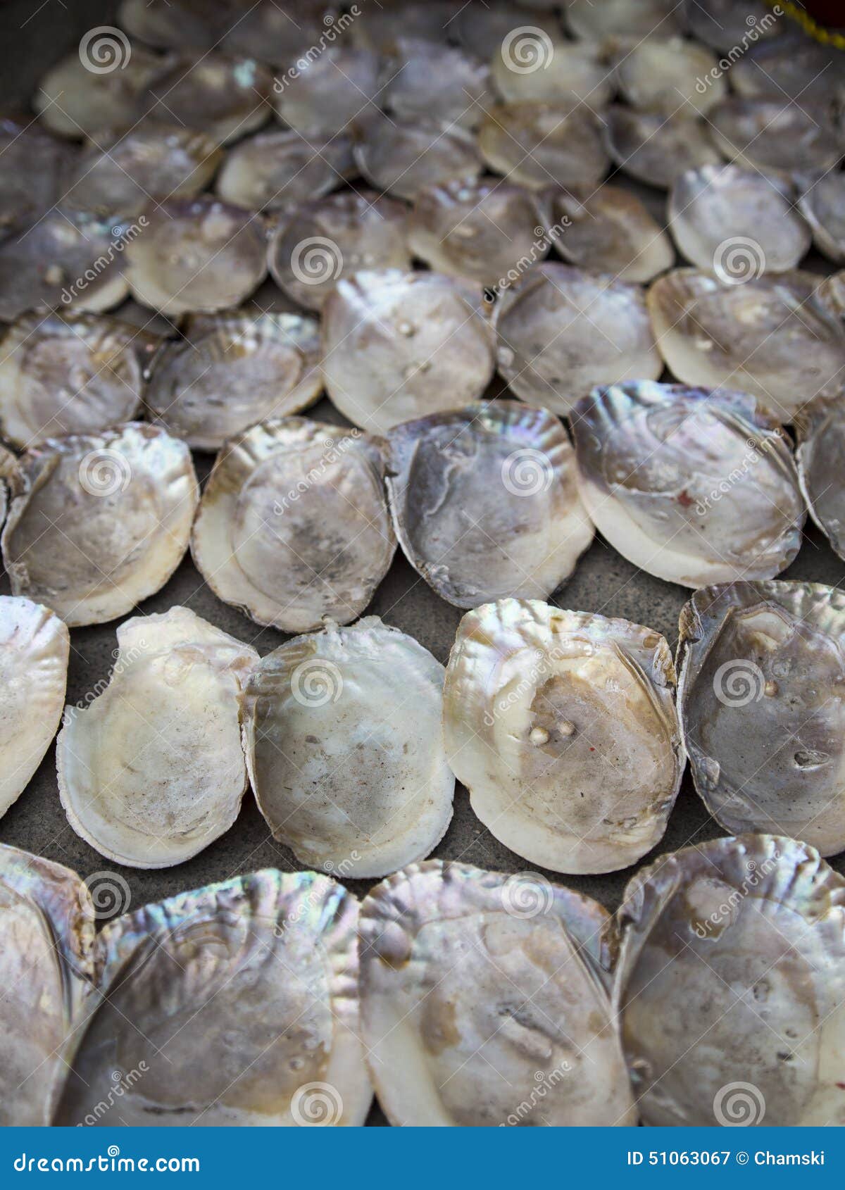 Pearl shells stock image. Image of bright, glossy, decoration - 51063067
