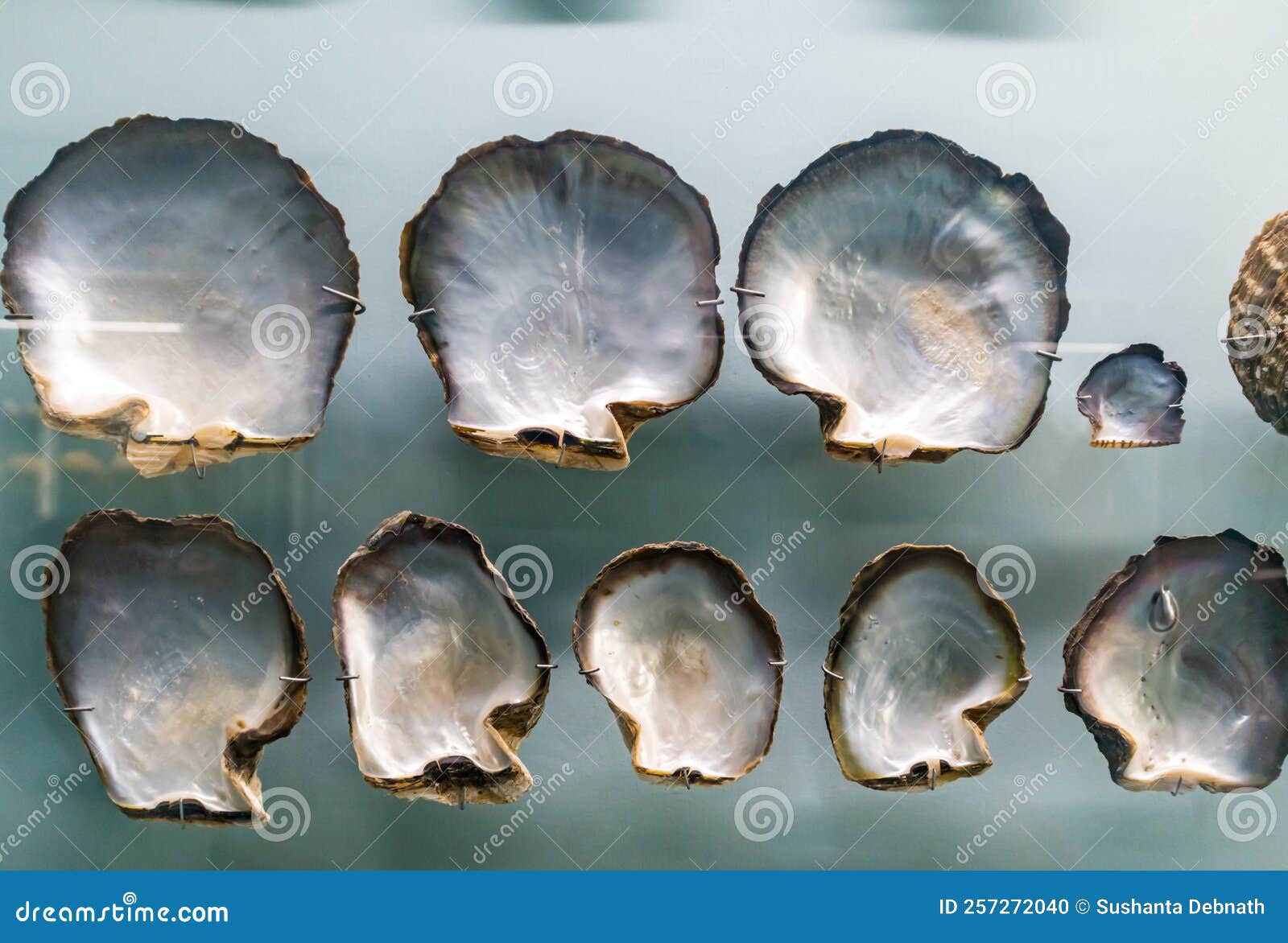 Pearl Shells at Mallapuram India Seashell Museum, Chennai Stock Photo ...