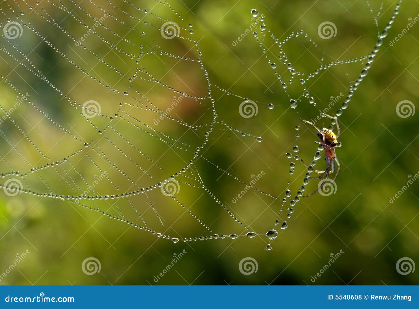 Pearl spider web. stock photo. Image of scene, impossible - 5540608