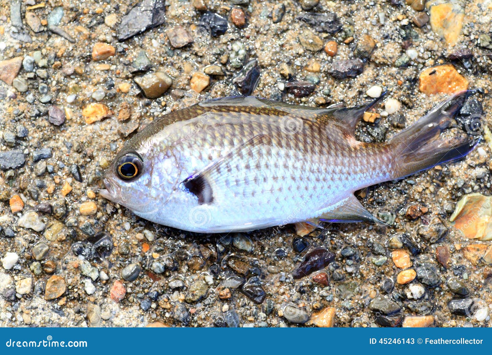 Pearl-spot chromis stock image. Image of pacific, salt - 45246143