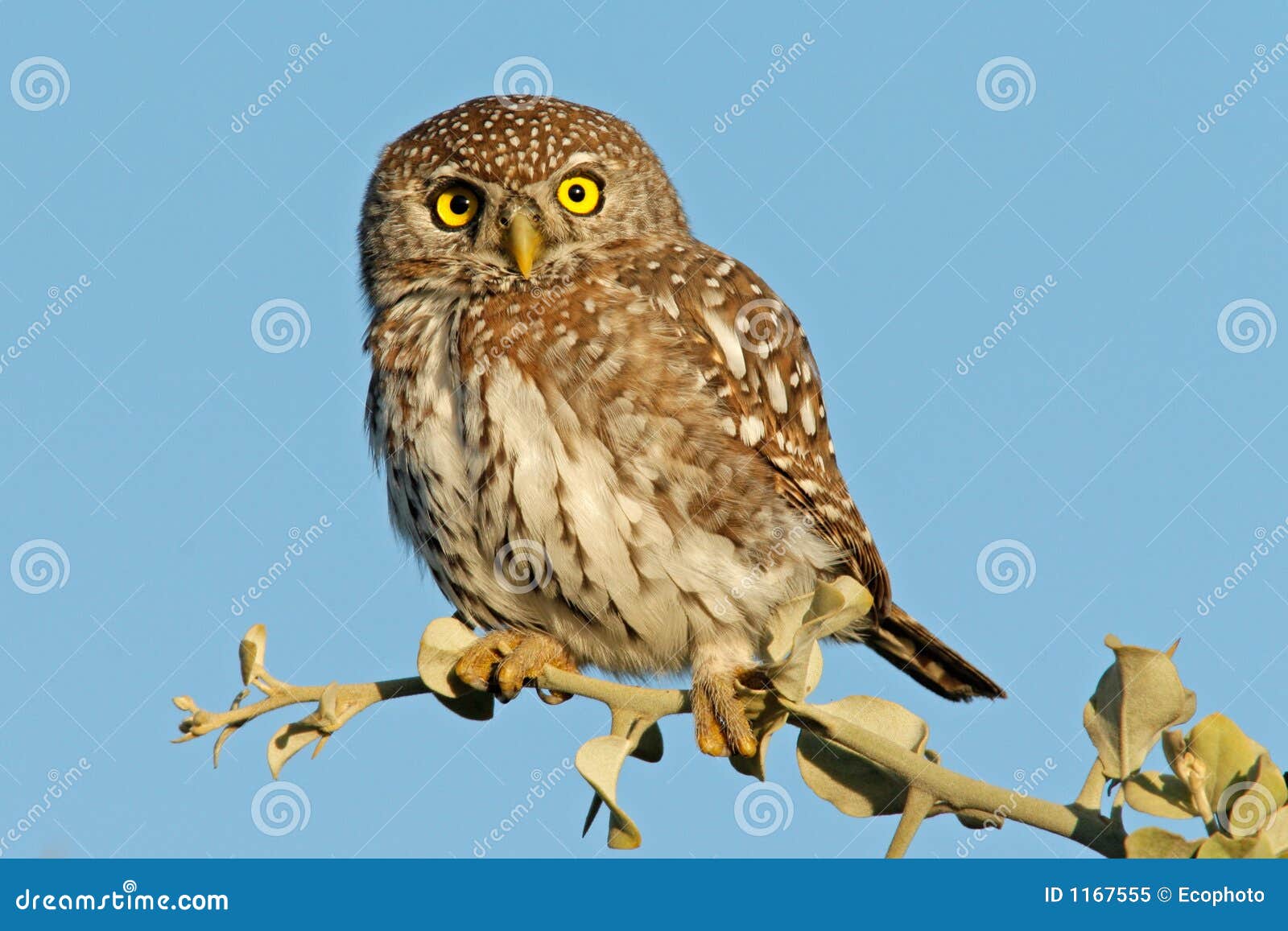 Pearl-spotted owl stock image. Image of look, park, bird - 1167555