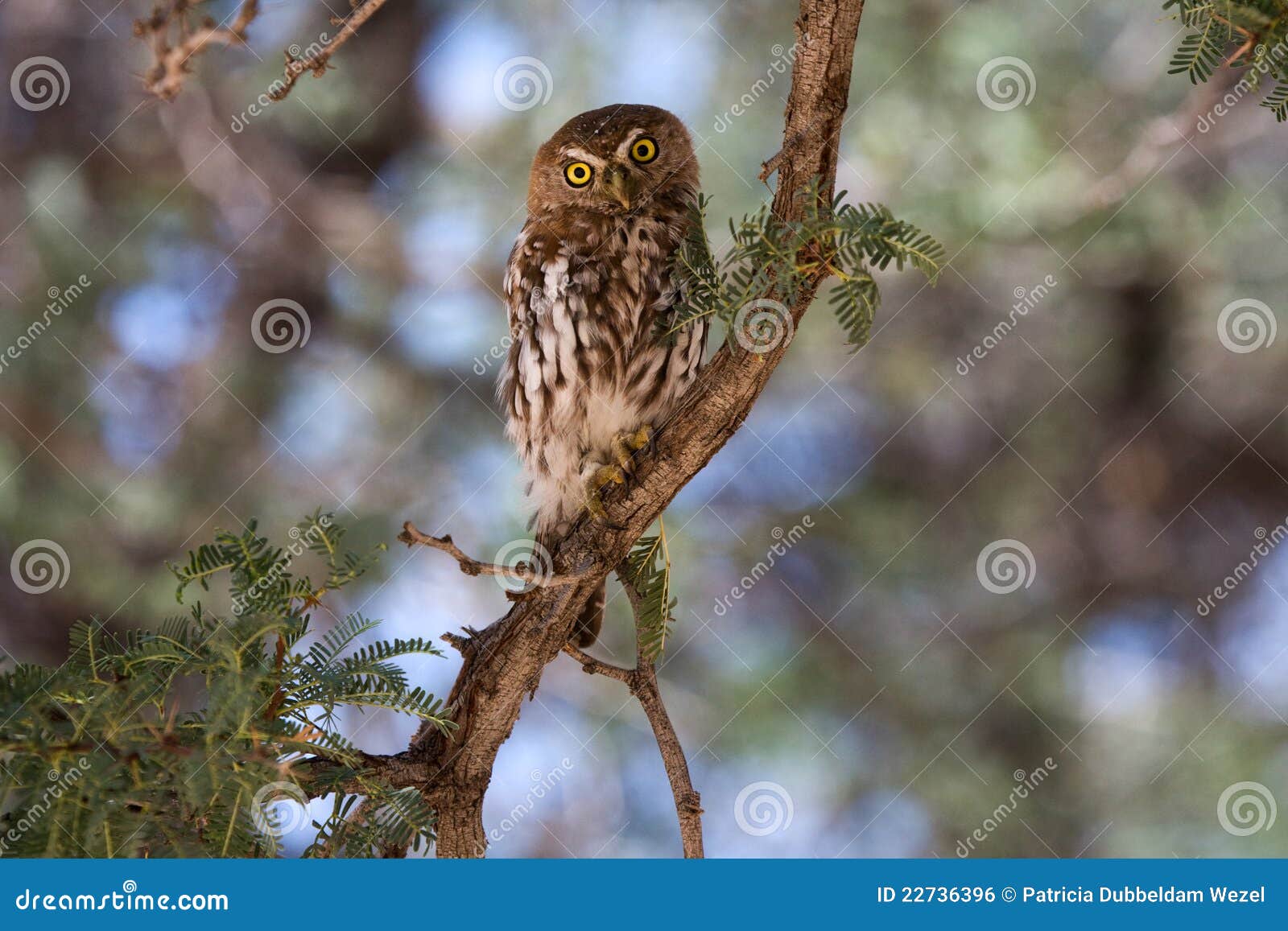 Pearl-spotted owl stock photo. Image of spotted, daytime - 22736396