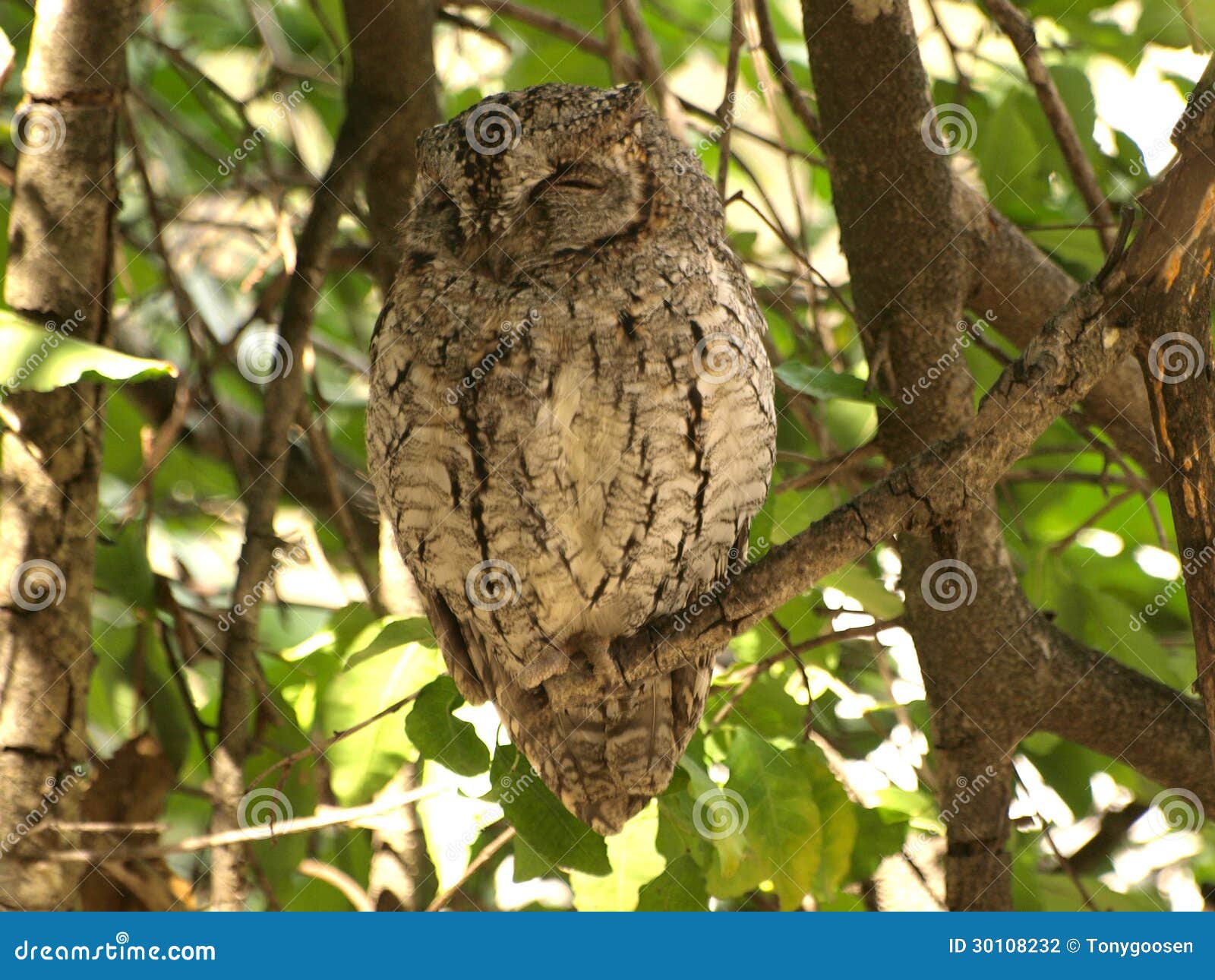 Pearl Spotted Owl stock photo. Image of pearl, satara - 30108232