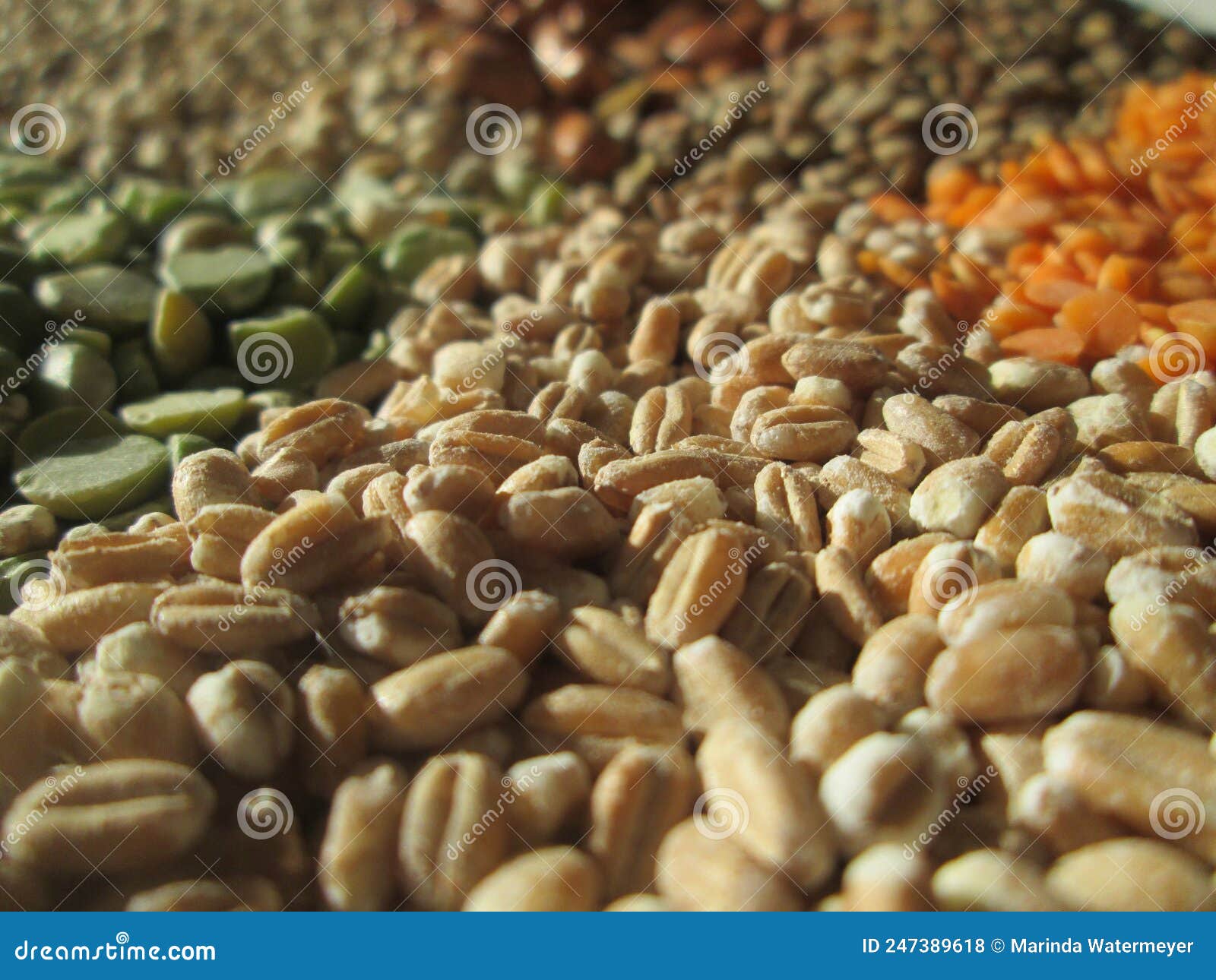 Pearled Wheat and Grain Legumes Stock Photo - Image of agriculture ...
