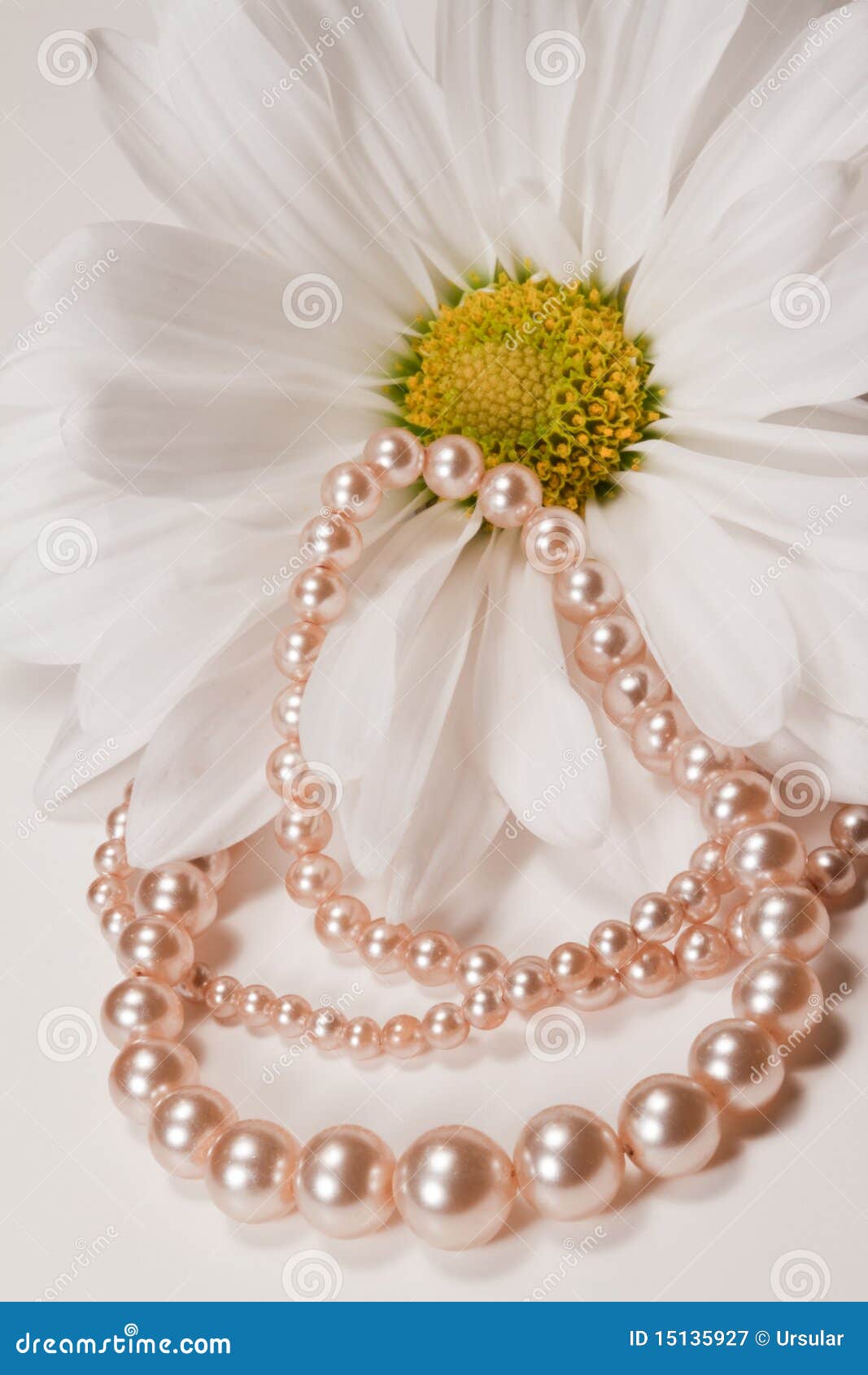 Pearls Adorned stock image. Image of daisy, pearls, pink - 15135927