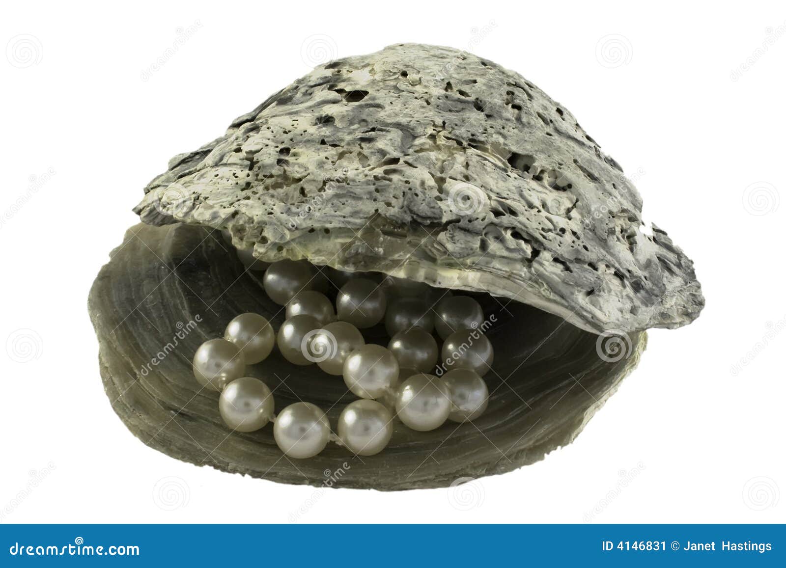 Oyster Shell Pile Detail From The Oregon Coast, Great For A Textural ...