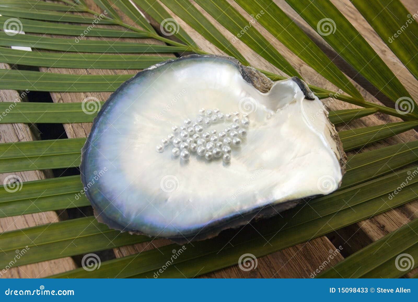 Pearls in an Oyster Shell - South Pacific Stock Image - Image of ...