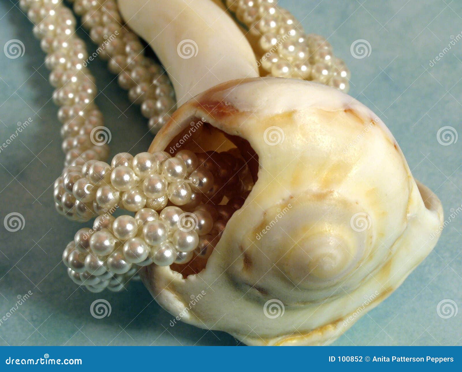 Pearls and shell stock photo. Image of pearls, necklace - 100852