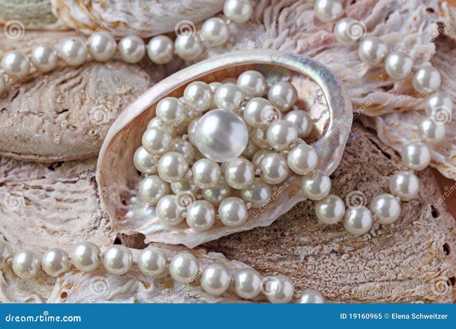 Pearls in a shell stock image. Image of mussel, mollusk - 19160965