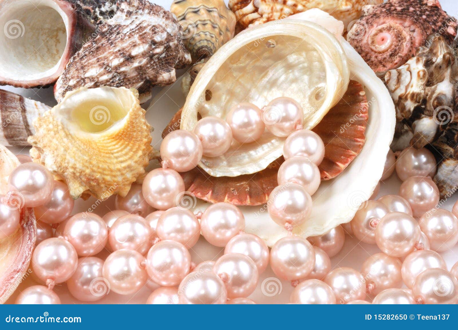 Pearls and shells stock photo. Image of object, pearl - 15282650