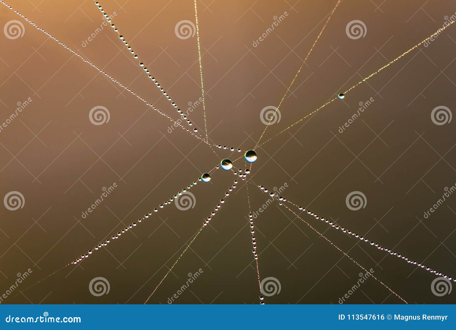 Pearls on a Spider Web String Stock Photo - Image of spiderweb, droppar ...
