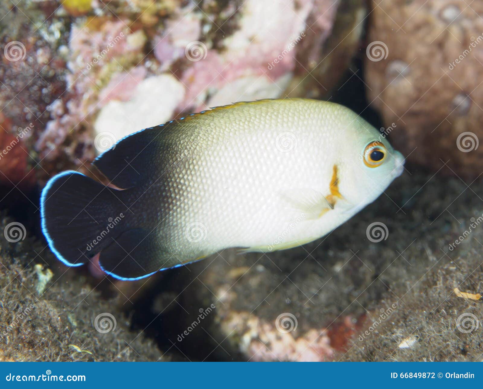Pearlscale angelfish stock photo. Image of marine, fish - 66849872