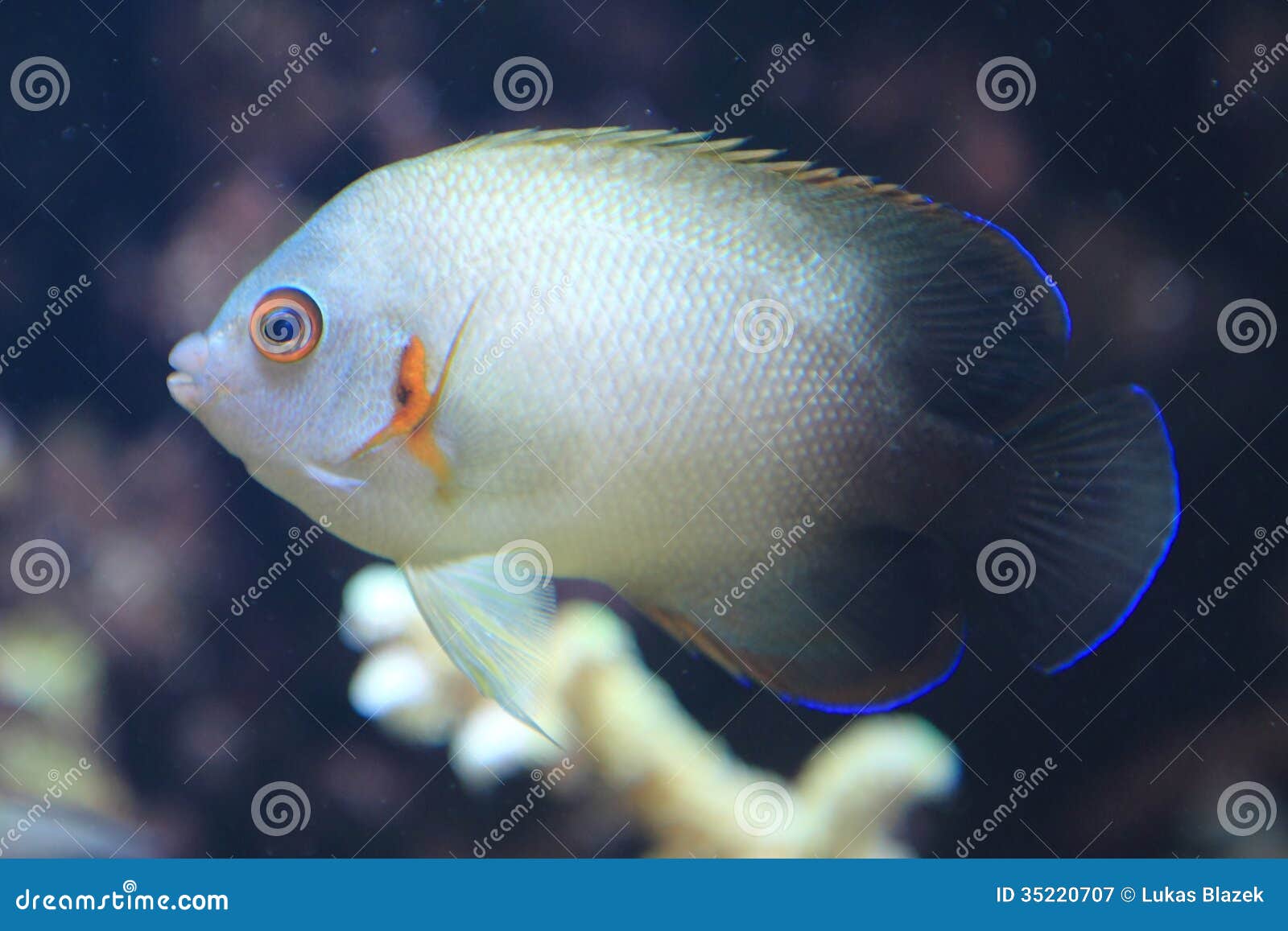 Pearlscale angelfish stock image. Image of angelfish - 35220707