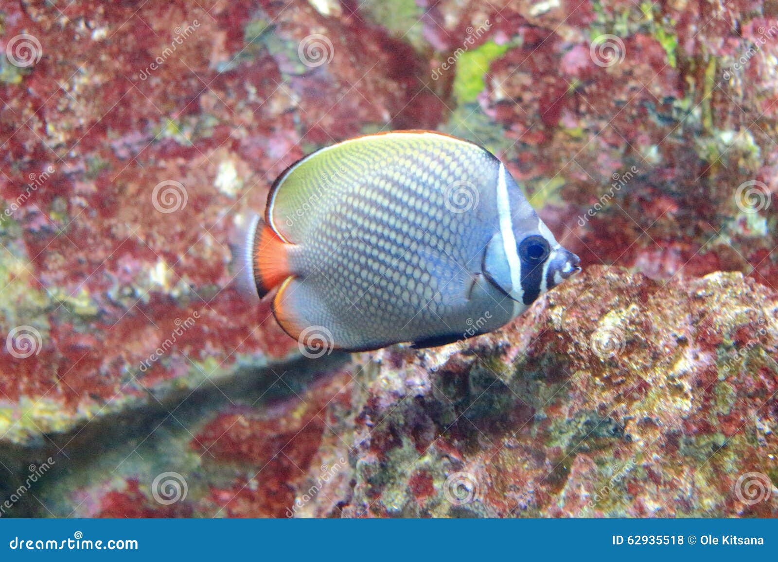 Pearlscale Butterflyfish (Chaetodon Xanthurus), Also Known As Yellow ...