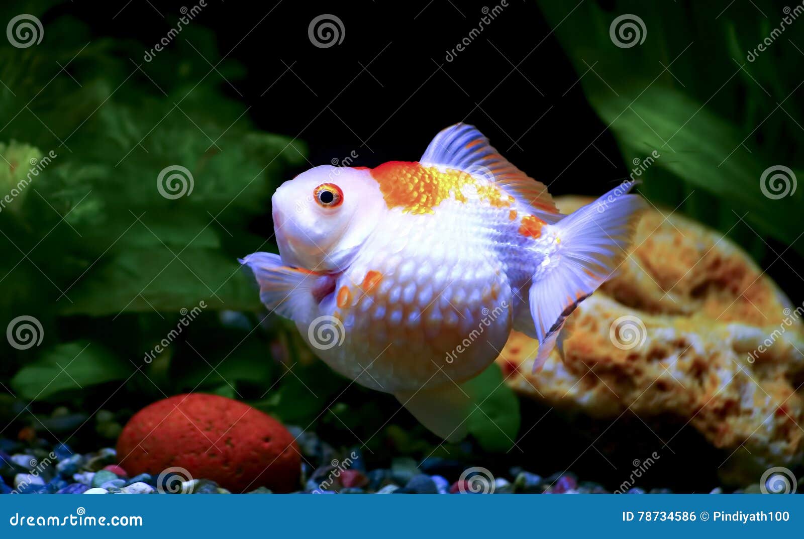 Pearlscale Del Pez De Colores Foto de archivo - Imagen de marina ...