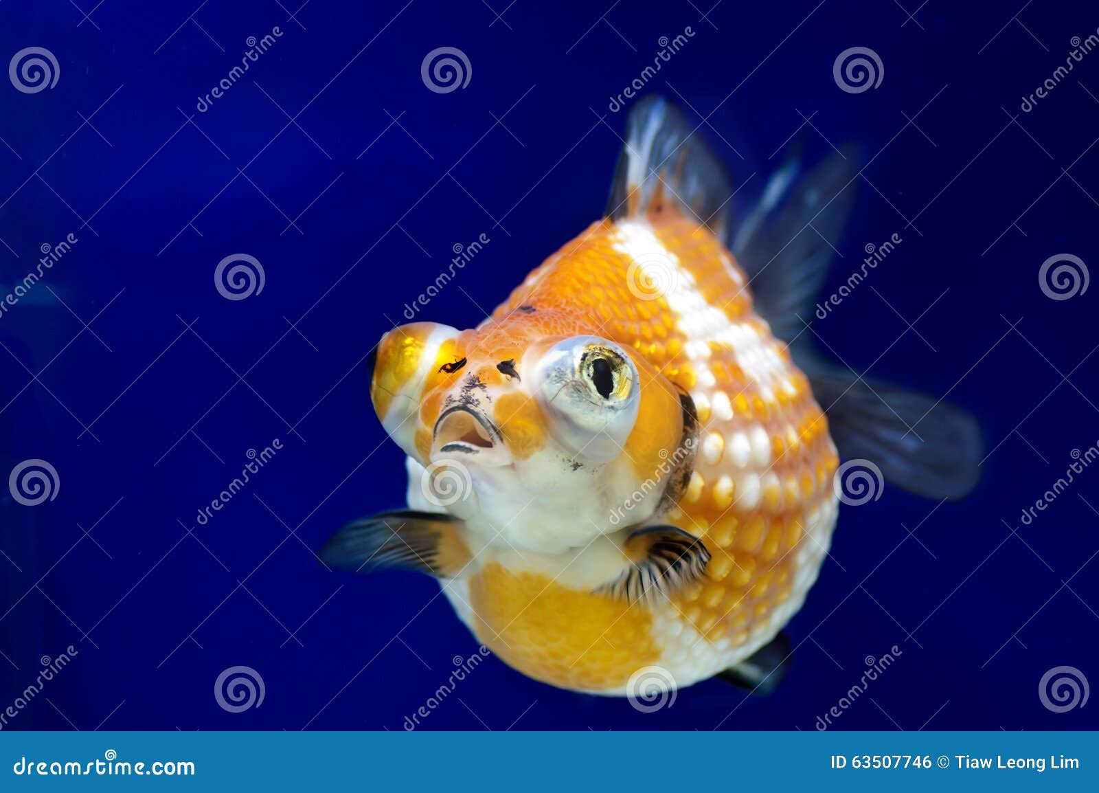 Pearlscale Goldfish stock photo. Image of dragon, luck - 63507746