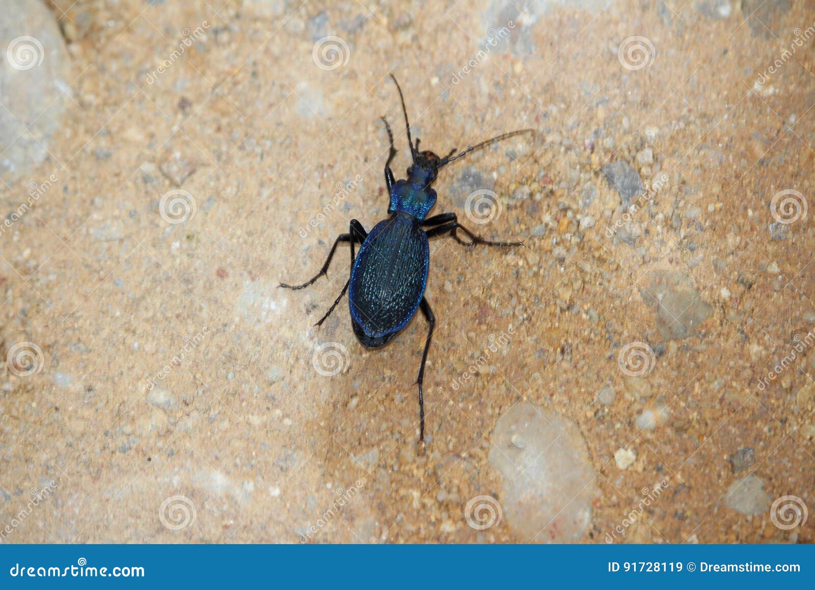 Pearly blue bug stock image. Image of pearly, road, wildlife - 91728119