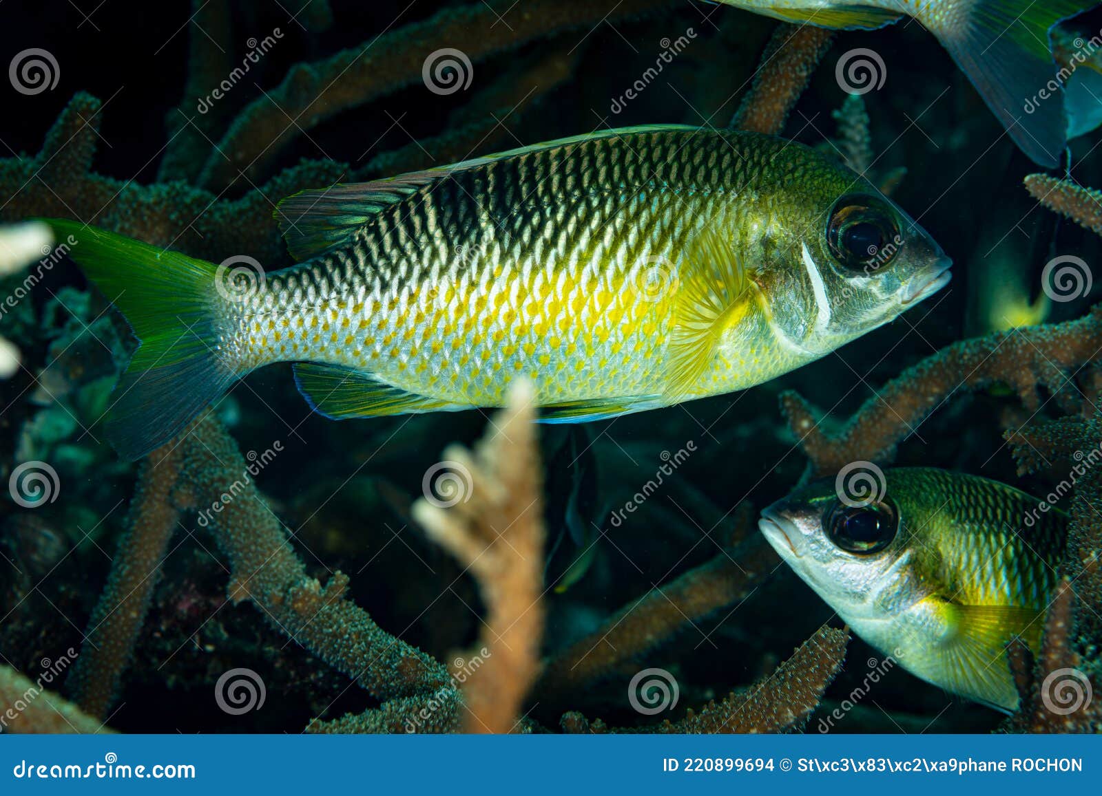 Pearly monocle bream fish stock photo. Image of destination - 220899694