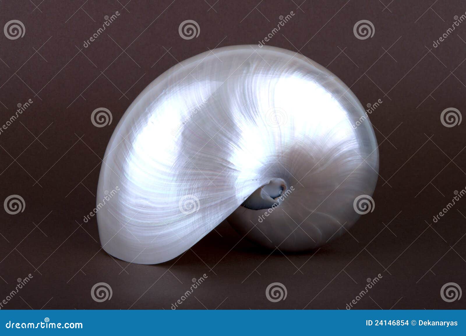 Pearly Nautilus Sea Shell Upright Stock Photo - Image of mother, fossil ...