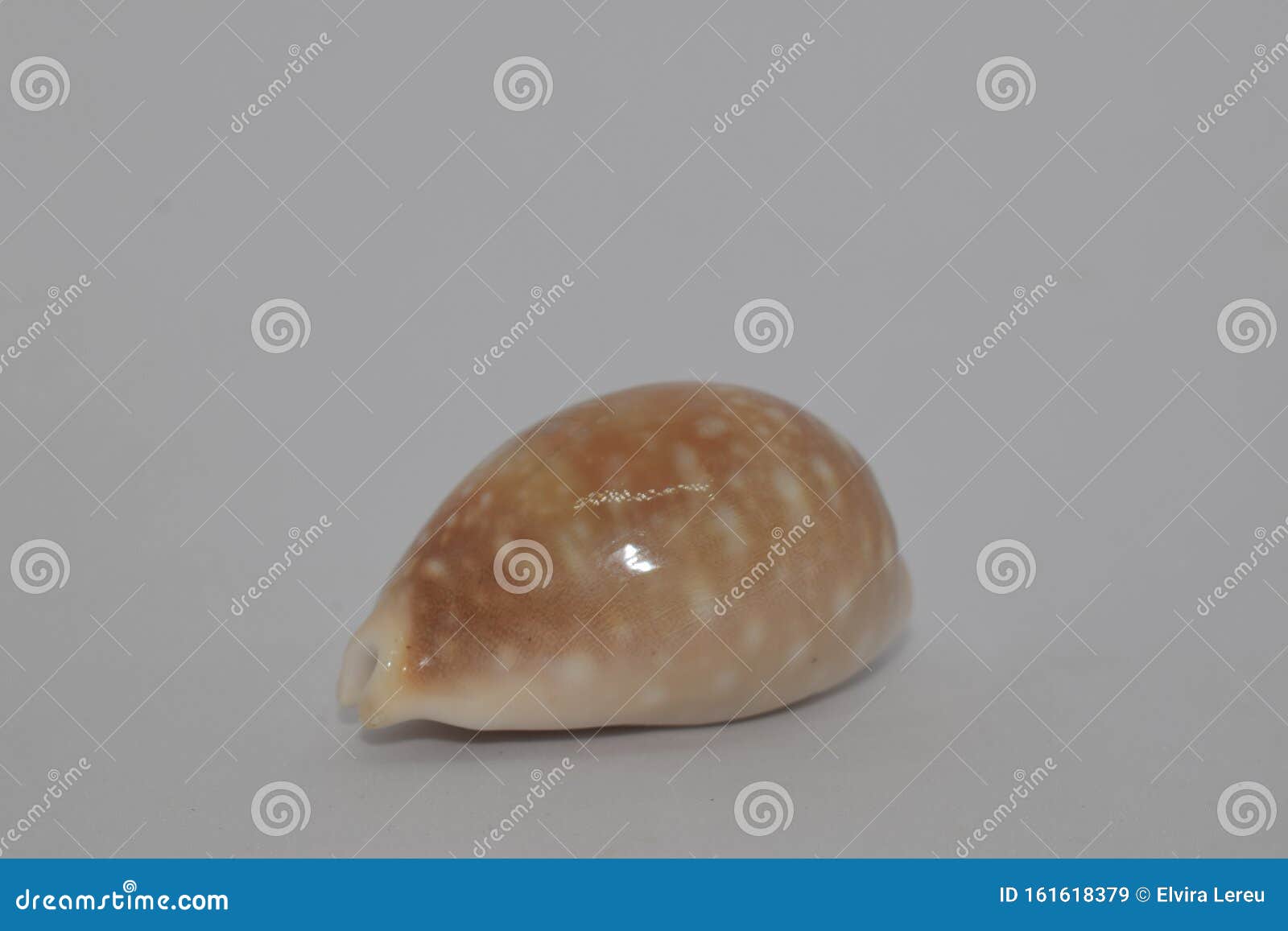Pearly Shell with Brown Spots Design on White Background Stock Image ...