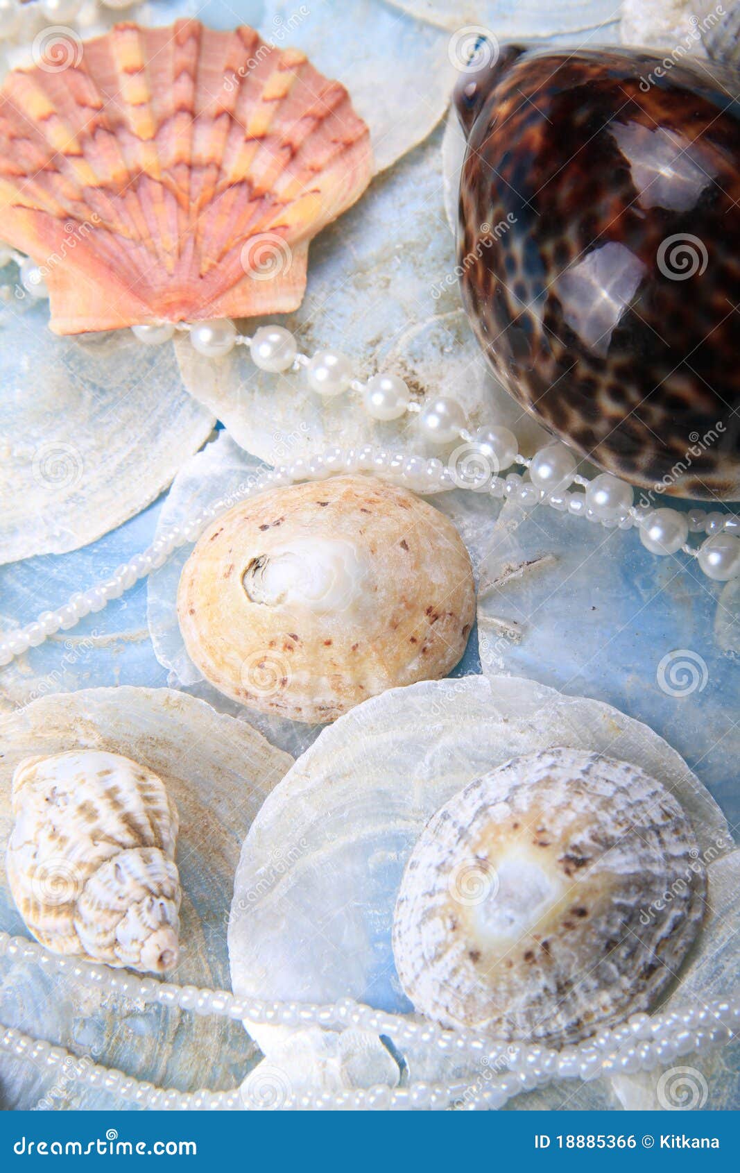 Pearly shells stock photo. Image of nature, life, colour - 18885366