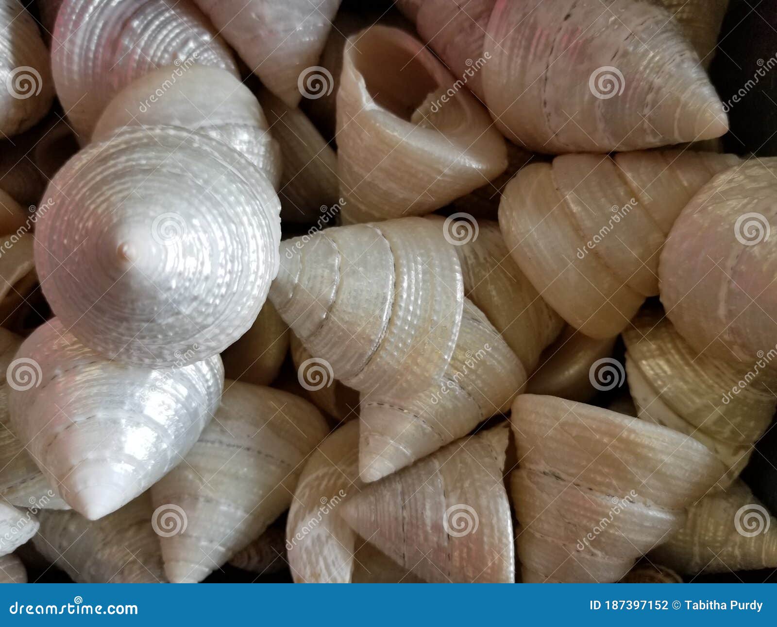 Pearly white shells stock photo. Image of flower, animal - 187397152