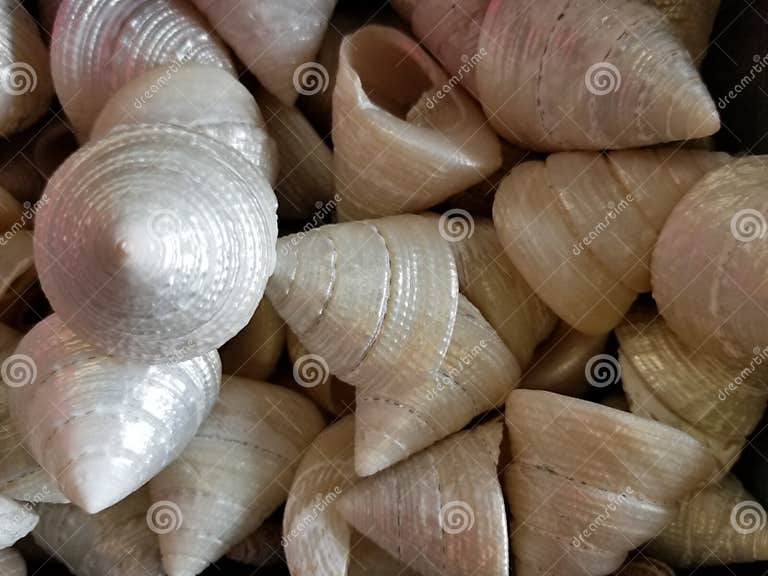 Pearly white shells stock photo. Image of flower, animal - 187397152