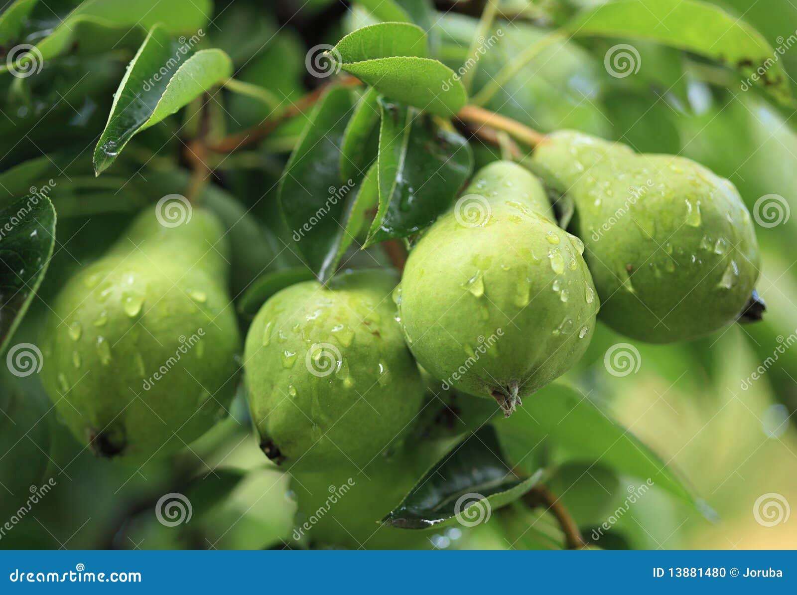 Pears stock photo. Image of nature, green, natural, tree - 13881480