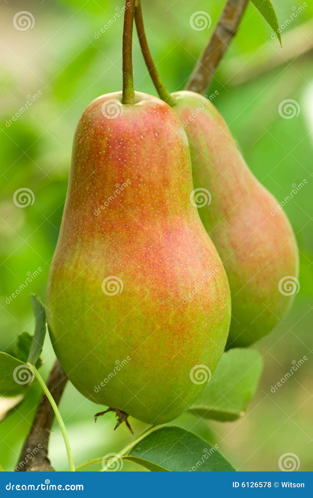 Pears stock photo. Image of brightly, color, autumn, fresh - 6126578