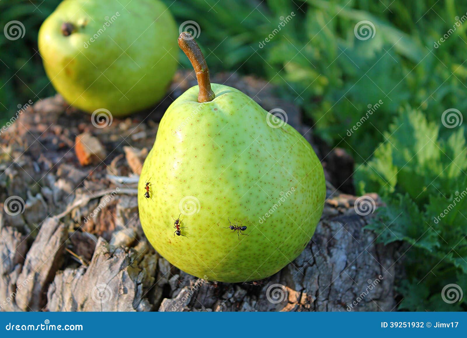 Pears ants stock photo. Image of color, ripe, insects - 39251932